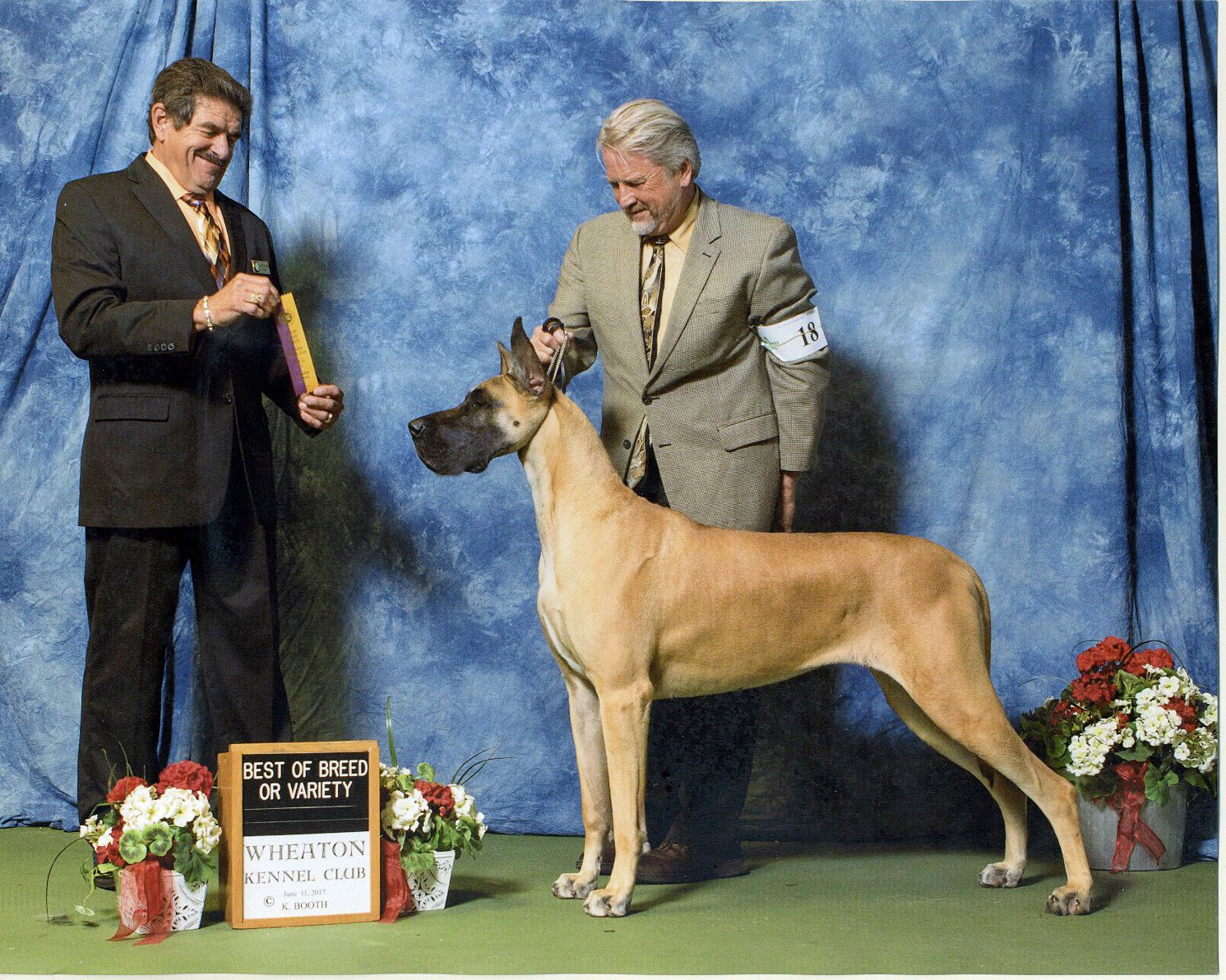 Show Brags – Great Dane Club of Greater Kansas City